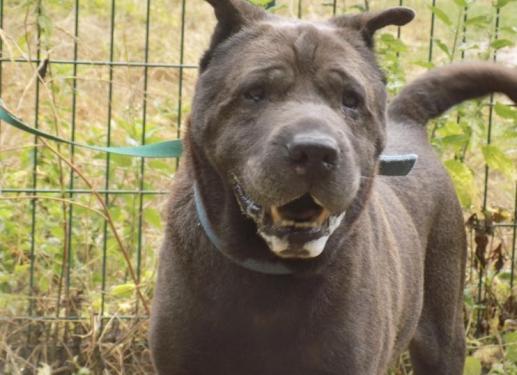 banga – Sauvetage Shar Pei France