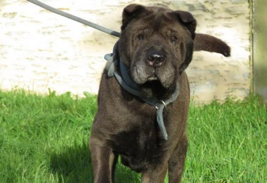 banga2 – Sauvetage Shar Pei France